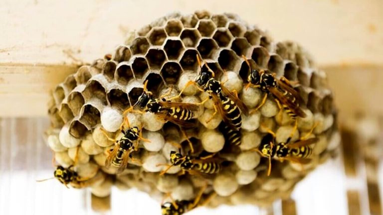 Come riconoscere api, vespe e simili: la guida